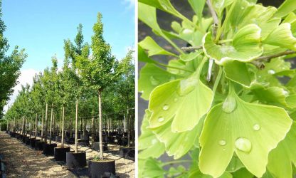Ginkgo Biloba (Maidenhair Tree) – Standard – Garden Plants Online