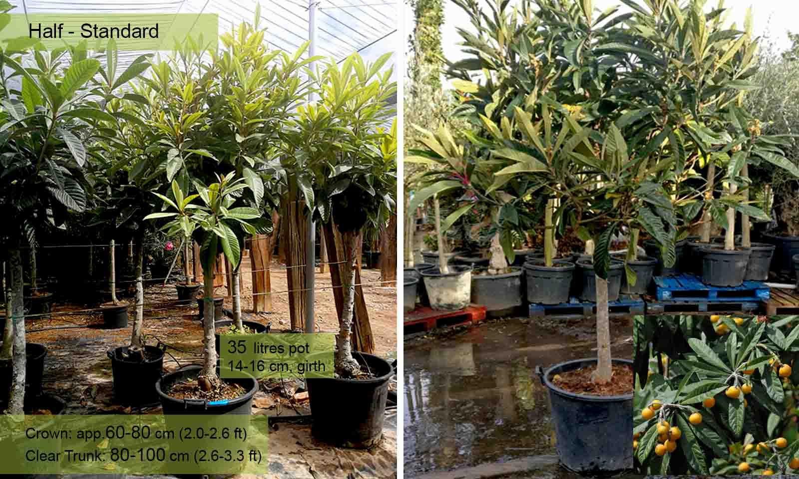 Eriobotrya Japonica (Loquat Tree) – Half standard – Garden Plants Online
