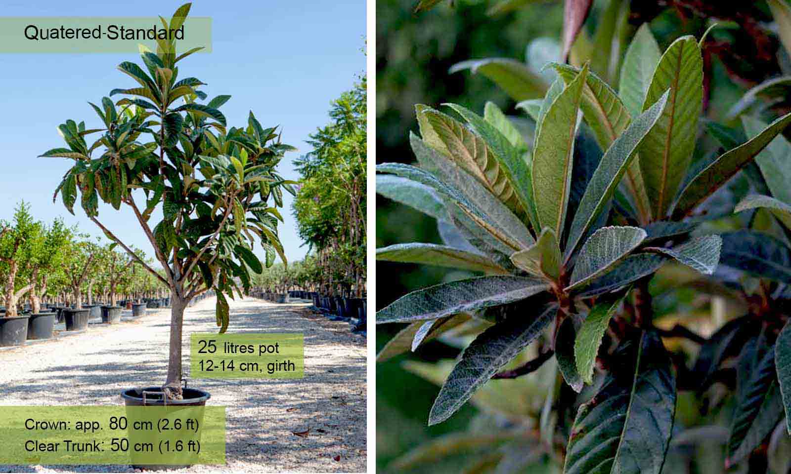 Eriobotrya Japonica (Loquat Tree) – Half standard – Garden Plants Online