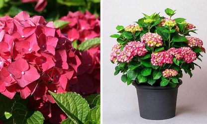 Hydrangea Macrophylla ‘Red Baron’ (‘Red Baron’) – Shrub – Garden Plants ...