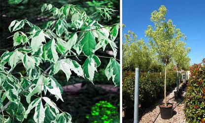 Acer Negundo ‘Variegatum’ (Variegated Box Elder) – Standard – Garden ...
