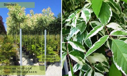 Acer Negundo ‘Variegatum’ (Variegated Box Elder) – Standard – Garden ...