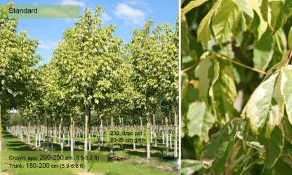 Acer Negundo ‘Variegatum’ (Variegated Box Elder) – Standard – Garden ...