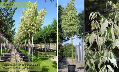 Acer Negundo ‘Variegatum’ (Variegated Box Elder) – Standard – Garden ...