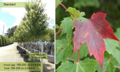 Acer Rubrum ‘Red Sunset’ (Red Maple ‘Red Sunset’) – Standard – Garden ...