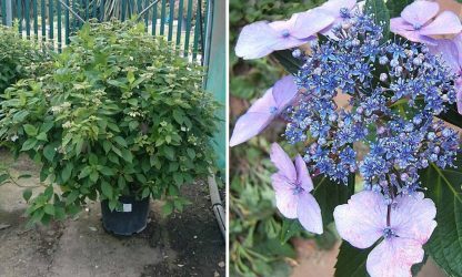 Hydrangea Serrata ‘Bluebird’ (Hydrangea ‘Bluebird’) – Shrub – Garden ...