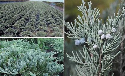 Juniper ‘Bar Harbor’ / Creeping Juniper (Juniperus Horizontalis ...