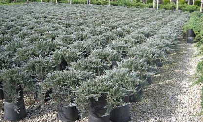 Creeping Blue Chip Juniper / Wiltonii (Juniperus Horizontalis Blue Chip ...