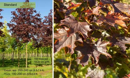 Acer Platanoides ‘Royal Red’ (Norway Maple ‘Royal Red’) – Standard ...