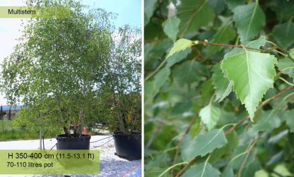 Betula Pendula (Silver Birch) – Multi-Stem – Garden Plants Online
