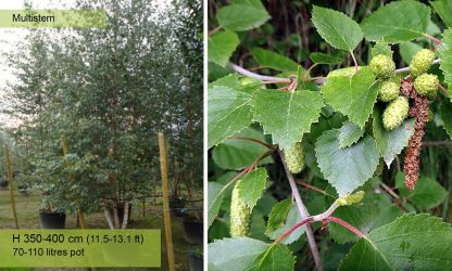 Betula Pendula (Silver Birch) – Multi-Stem – Garden Plants Online