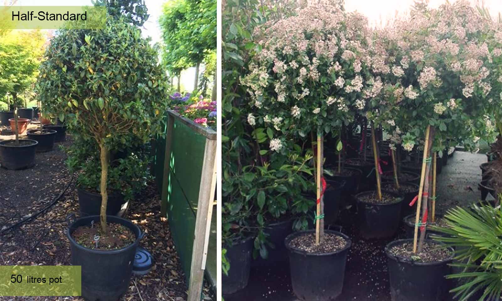 Viburnum Tinus ‘Eve Price’ (Laurustinus ‘Eve Price’) – Half Standard ...