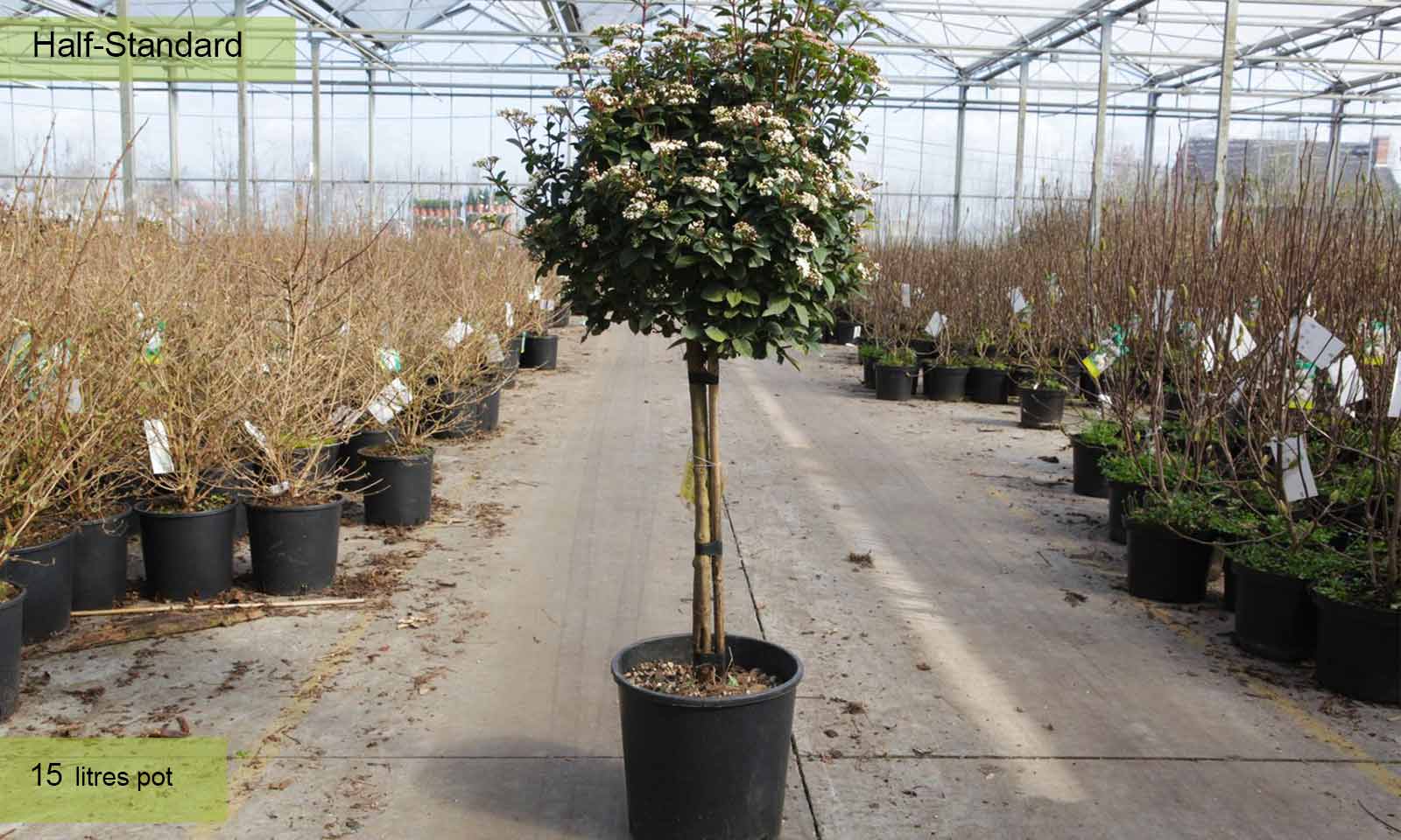 Viburnum Tinus ‘Eve Price’ (Laurustinus ‘Eve Price’) – Half Standard ...