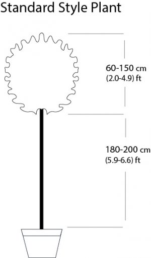 Wisteria Tree – Standard – Garden Plants Online