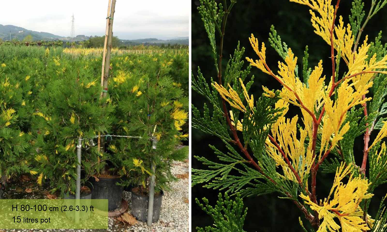 Variegated Incense Cedar (Calocedrus Decurrens ‘Aureovariegata ...
