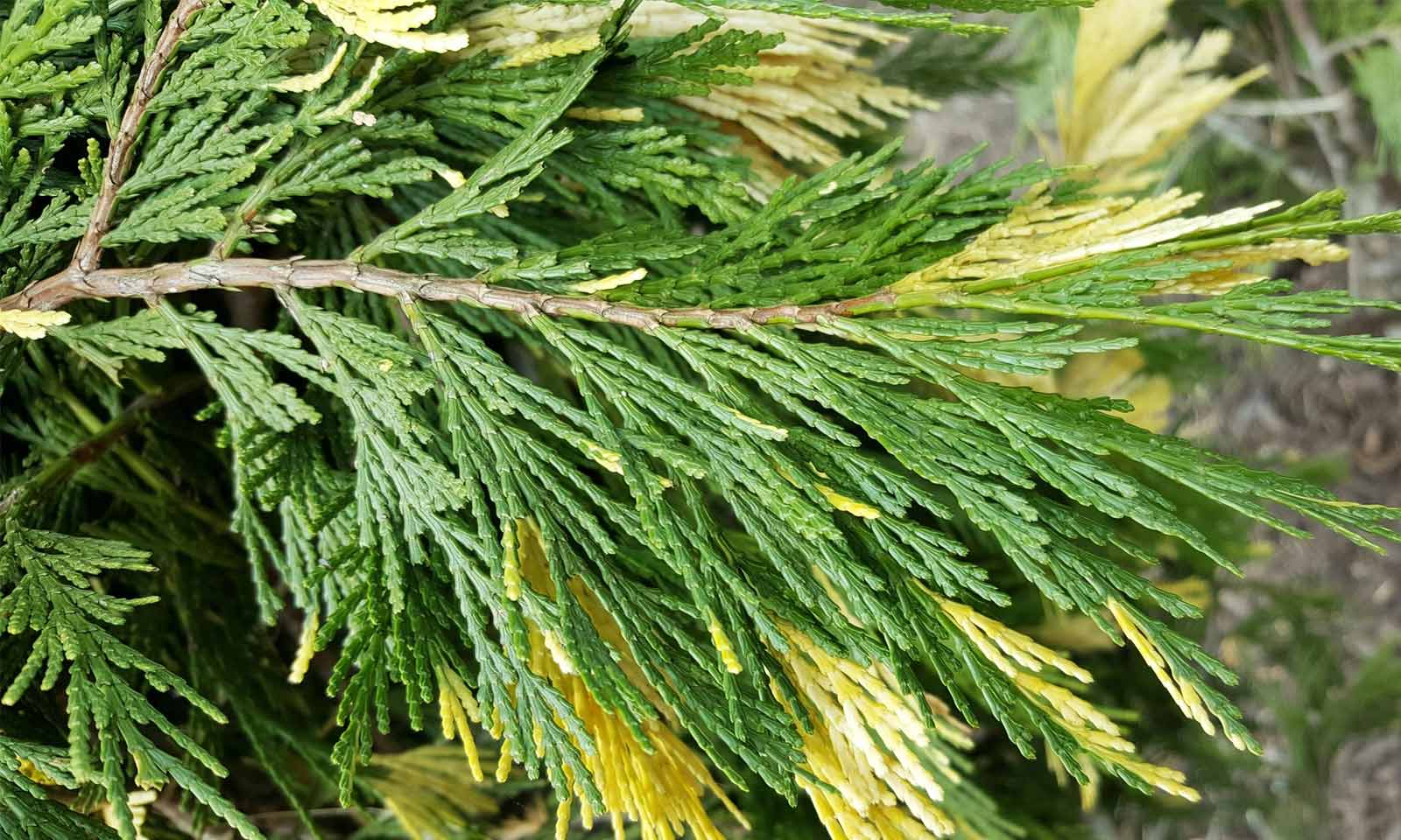 Variegated Incense Cedar (Calocedrus Decurrens ‘Aureovariegata ...