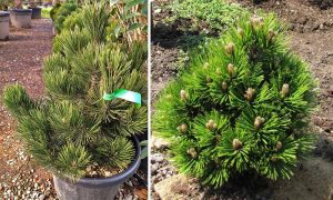 Bosnian Pine ‘Compact Gem’ (Pinus Heldreichii ‘Compact Gem’) – Garden ...
