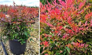 Nandina Domestica ‘Gulf Stream’ (Heavenly Bamboo ‘Gulf Stream’) – Shrub ...