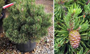 Dwarf Mountain Pine ‘Mops’ (Pinus Mugo ‘Mops’) – Garden Plants Online