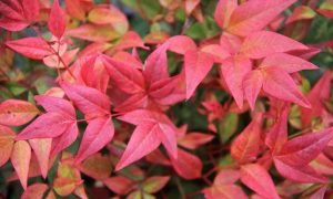 Nandina Domestica ‘Gulf Stream’ (Heavenly Bamboo ‘Gulf Stream’) – Shrub ...