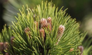 Bosnian Pine ‘Compact Gem’ (Pinus Heldreichii ‘Compact Gem’) – Garden ...