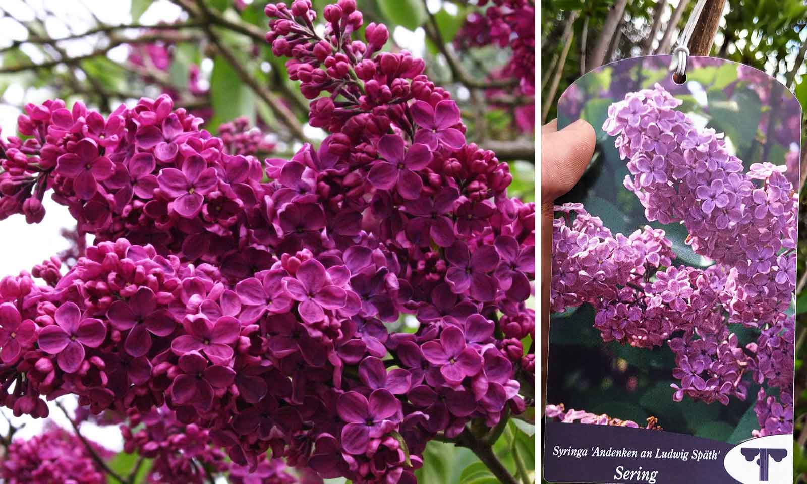 Syringa Vulgaris (Common Lilac / Pipe Privet) – Garden Plants Online