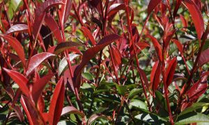 Photinia x Fraseri Red Robin – Multi-Stem – Garden Plants Online