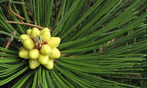 Bosnian Pine ‘Compact Gem’ (Pinus Heldreichii ‘Compact Gem’) – Garden ...