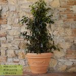 Garlanded Half-sized Pot – Garden Plants Online