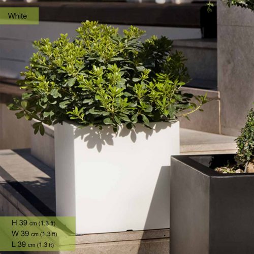 ‘Atlantis’ Planter – Garden Plants Online