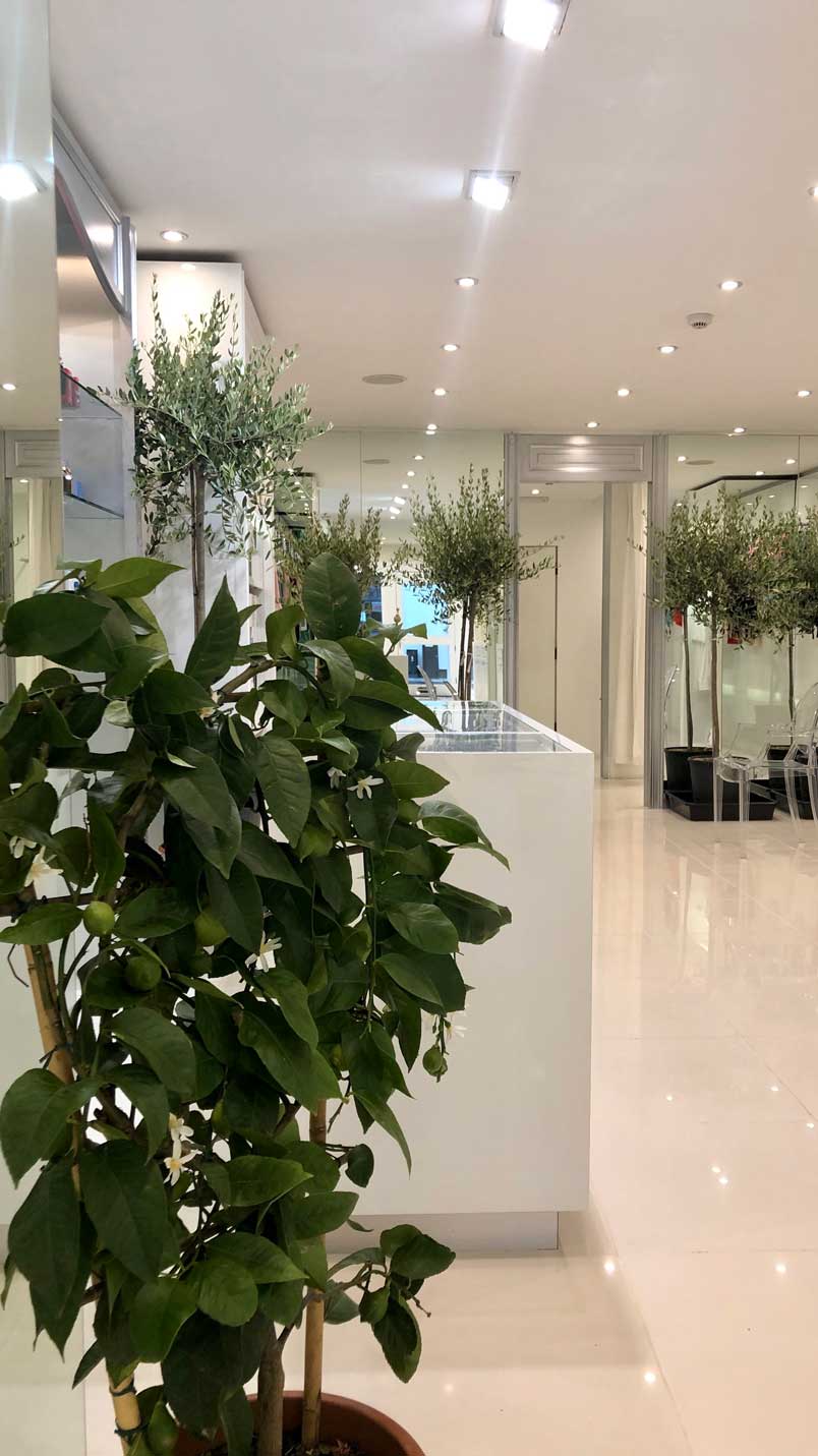 Frances Thackray – Garden Plants Online