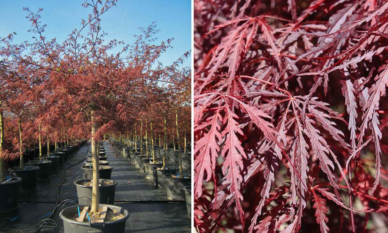 Acer Palmatum ‘Inaba Shidare’ (Japanese Maple ‘Inaba Shidare’) – Half ...