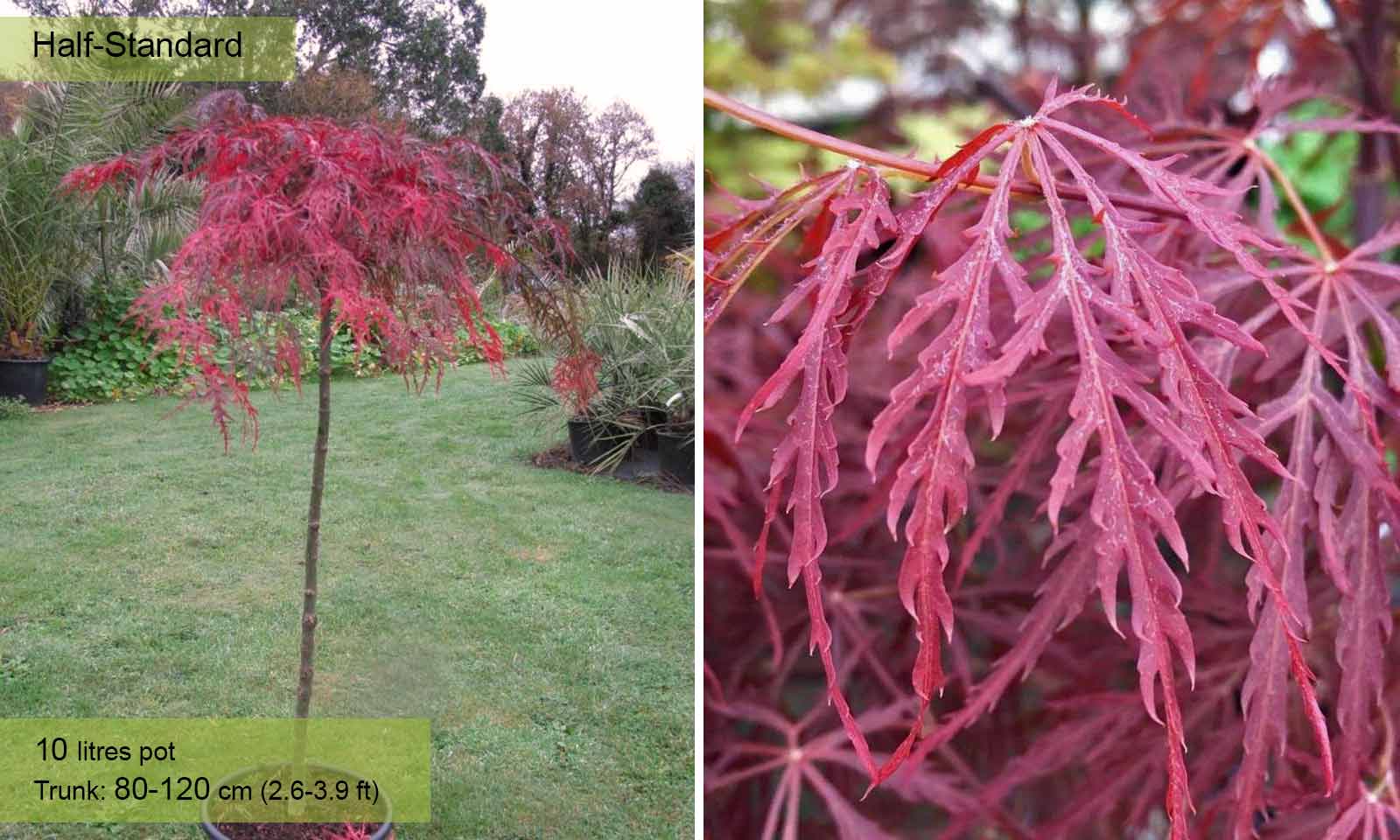 Acer Palmatum ‘Inaba Shidare’ (Japanese Maple ‘Inaba Shidare’) – Half ...