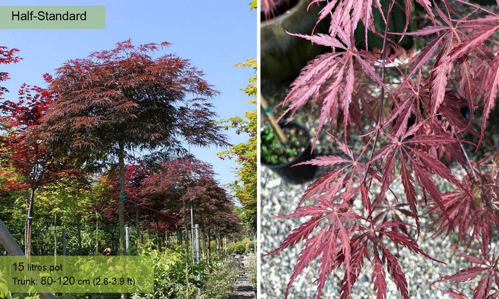 Acer Palmatum ‘Inaba Shidare’ (Japanese Maple ‘Inaba Shidare’) – Half ...