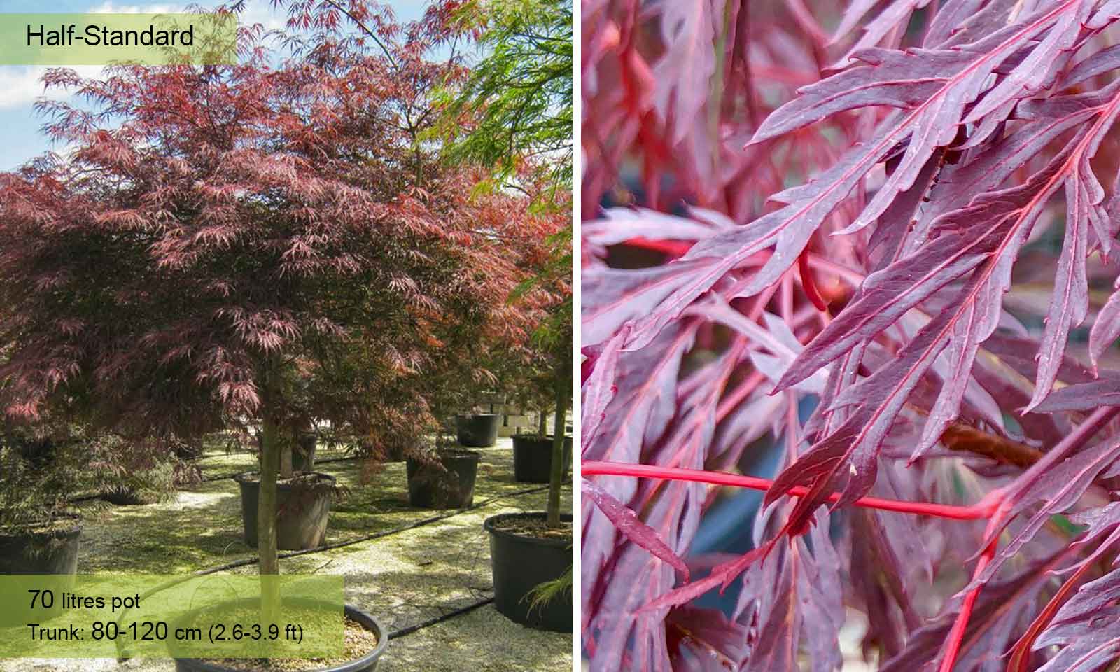 Acer Palmatum ‘Inaba Shidare’ (Japanese Maple ‘Inaba Shidare’) – Half ...