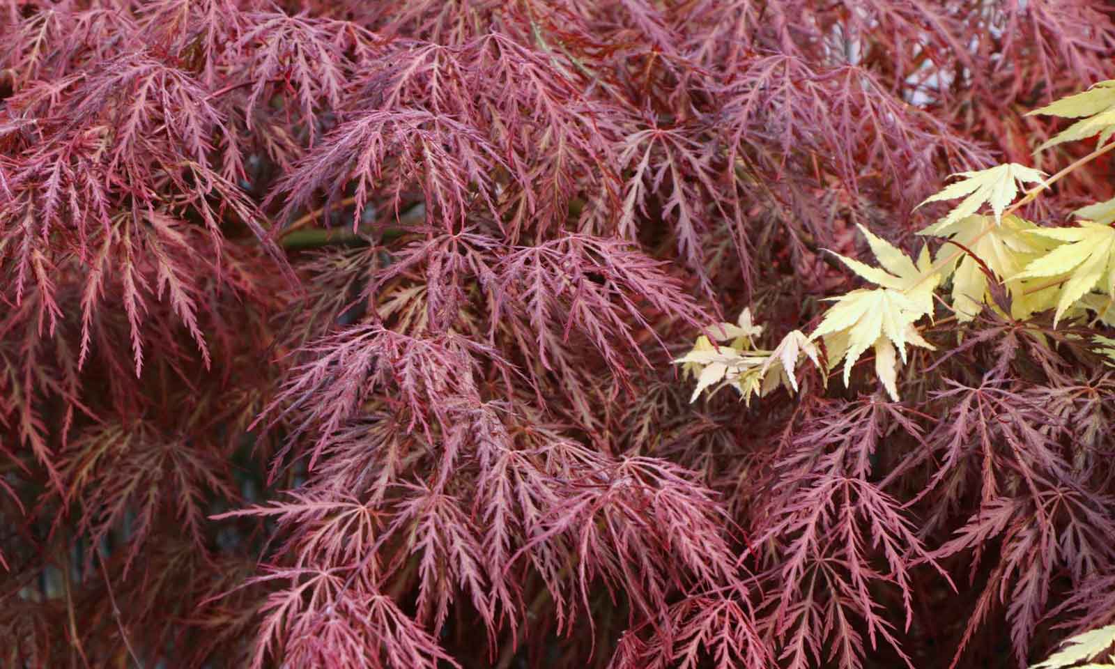 Acer Palmatum ‘Inaba Shidare’ (Japanese Maple ‘Inaba Shidare’) – Half ...