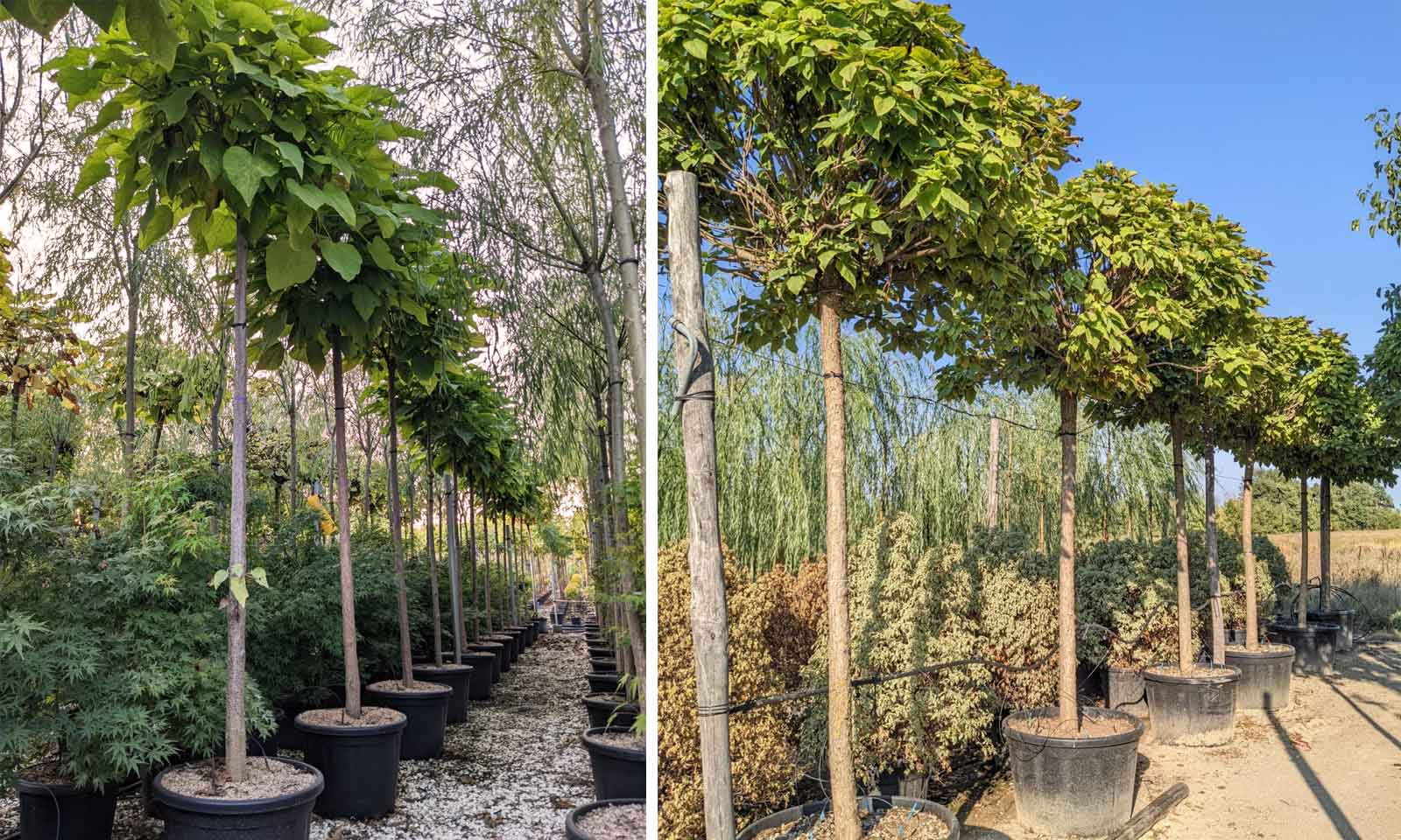 Catalpa Bungei Nana (Dwarf Indian Bean tree) – Standard – Garden Plants ...