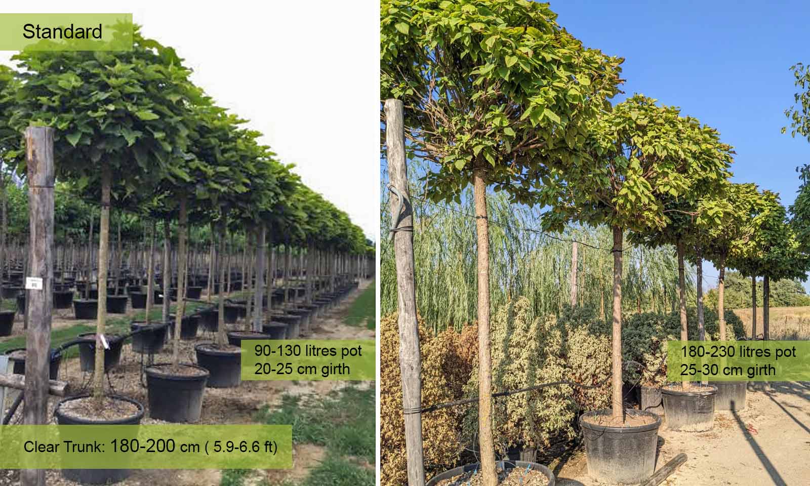 Dwarf Indian Bean Tree Uk