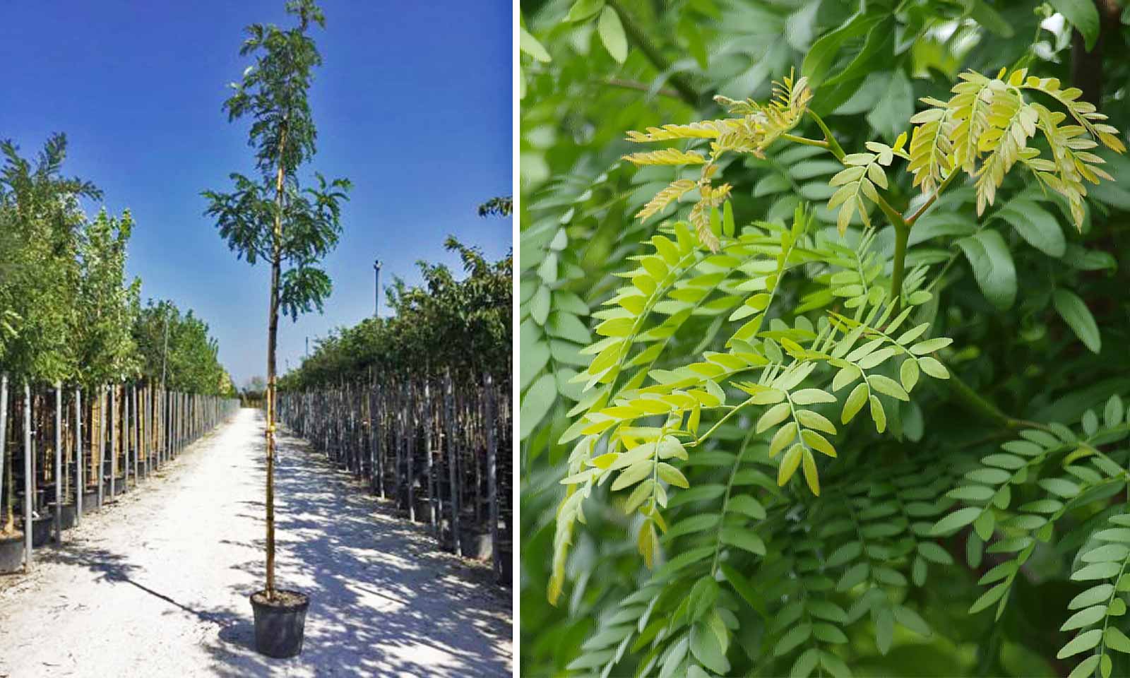 Trees – Garden Plants Online