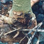 Care and Maintenance Advice for Wisteria – Garden Plants Online