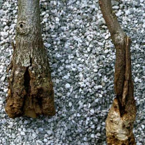 Care and Maintenance Advice for Wisteria – Garden Plants Online
