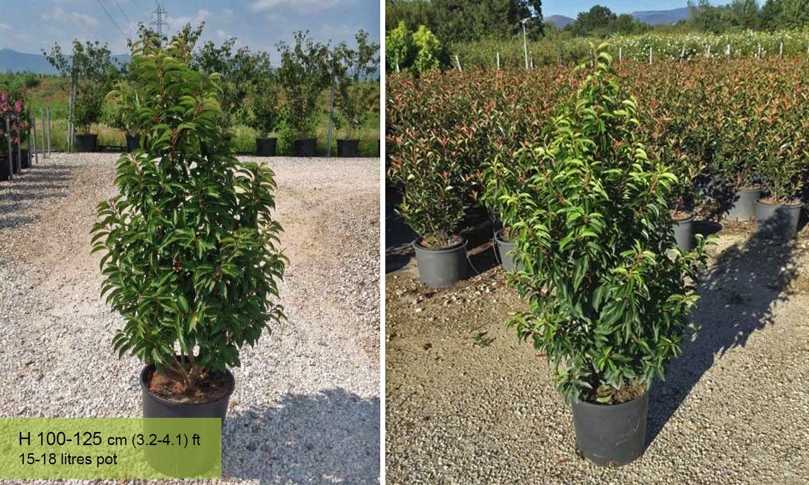 Portuguese Laurel Cherry (Prunus Lusitanica Angustifolia) – Shrub ...