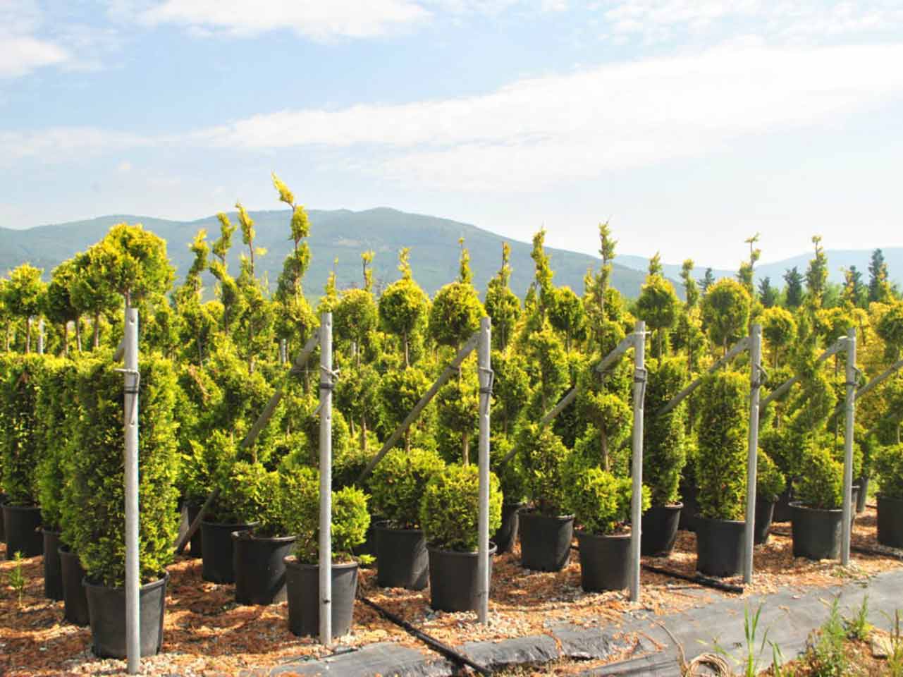 Selection of Topiary Plants & Shapes – Garden Plants Online