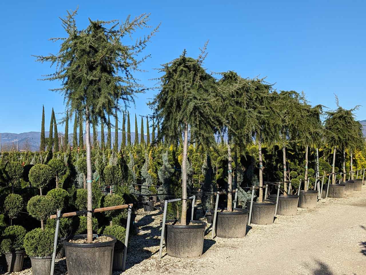 Conifer Plants and Trees – Garden Plants Online