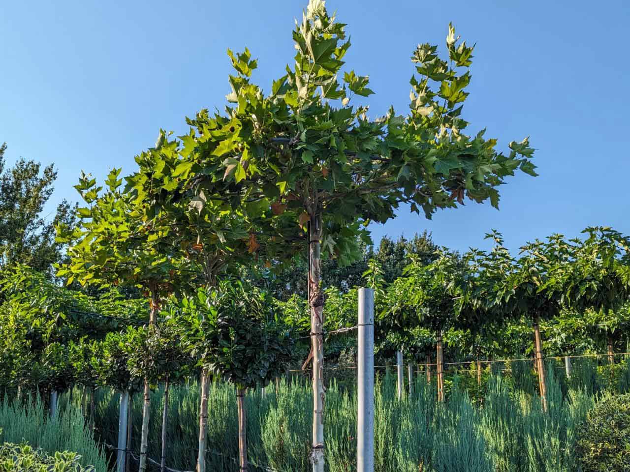 Architectural Plants and Trees – Garden Plants Online