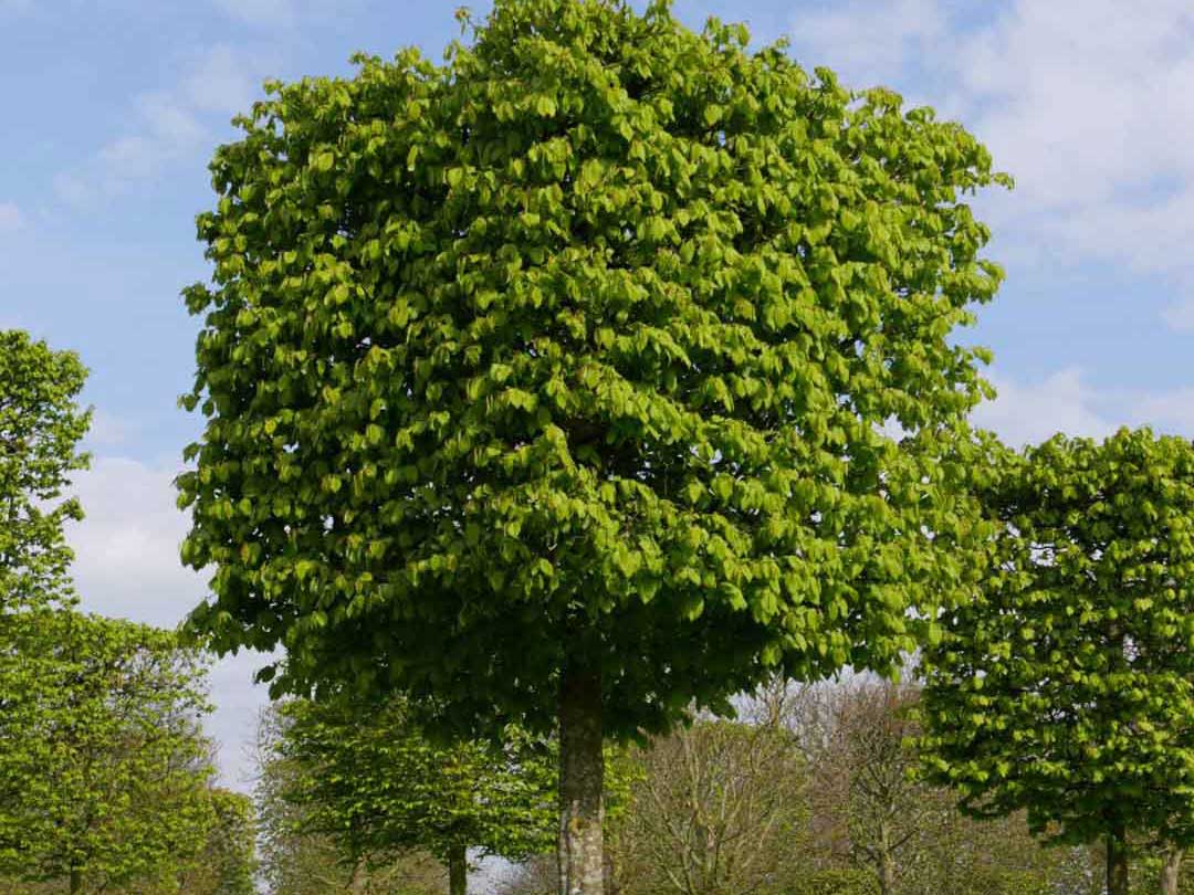 Cube Shaped Plants – Garden Plants Online