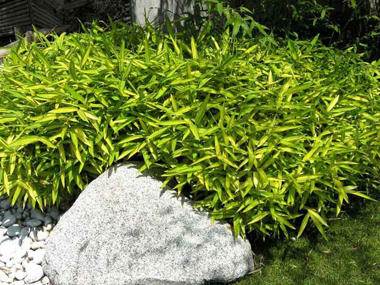 Dwarf Bamboo – Garden Plants Online