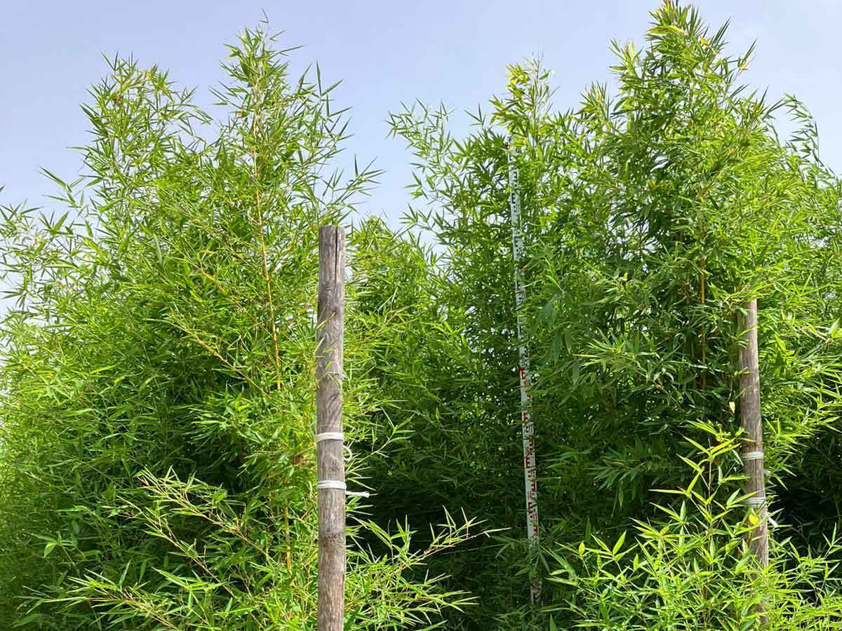 Full Sized Bamboo – Garden Plants Online