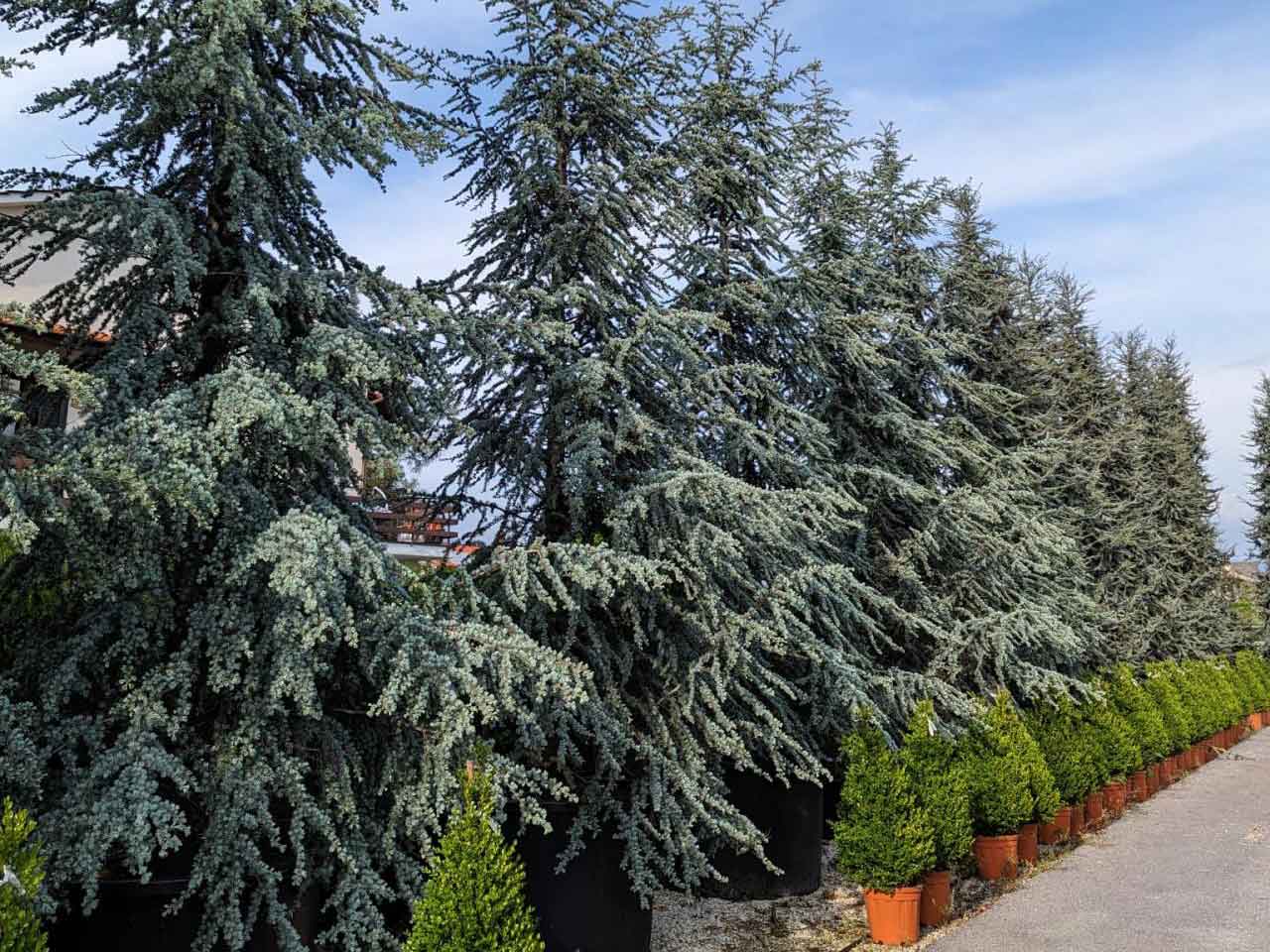 Conifer Trees – Garden Plants Online