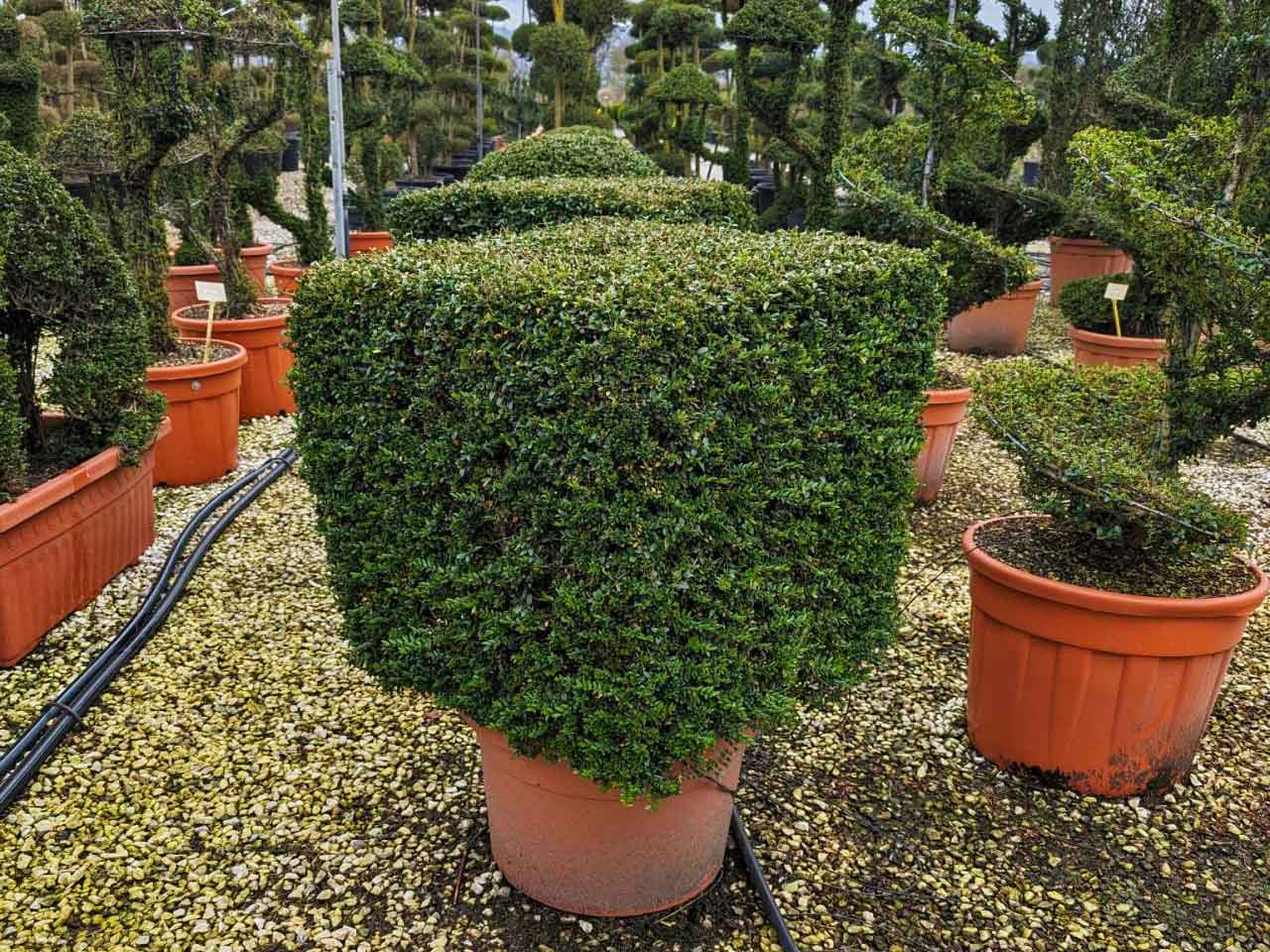 Conifer Topiary Cubes – Garden Plants Online
